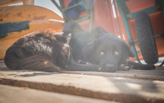 20 photos de chiens errants réalisées par un passionné et prouvant qu ...