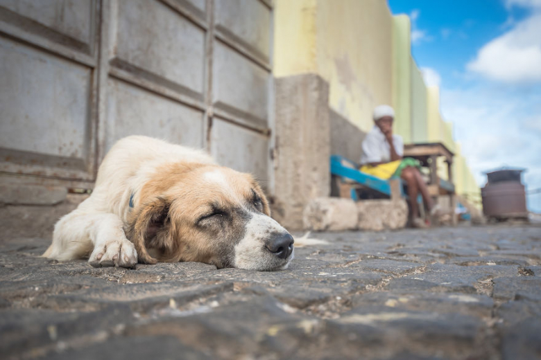 20 photos de chiens errants réalisées par un passionné et prouvant qu ...