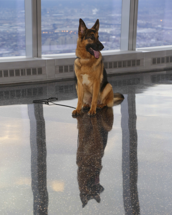Harvey, le Berger Belge croisé Malinois jugé trop effrayant, trouve ...