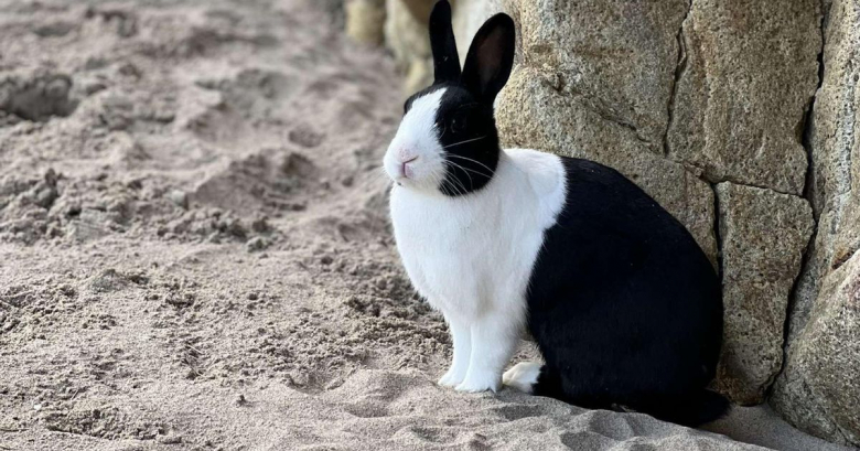 L'amitié insolite entre un lapin et un chien fait sensation sur une ...