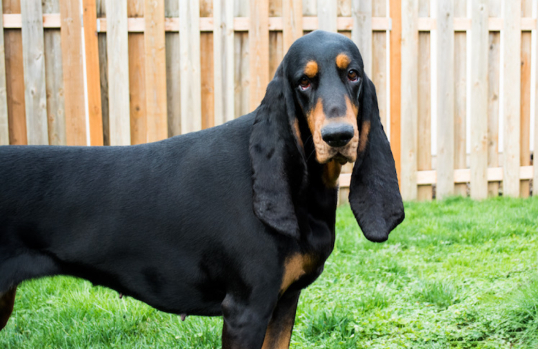 Un chien Coonhound bat le record du monde Guinness des oreilles les ...