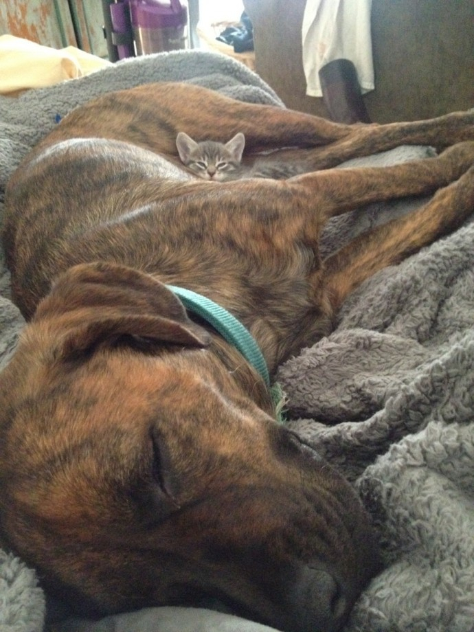 19 photos attendrissantes de chiens laissant volontiers leurs amis ...