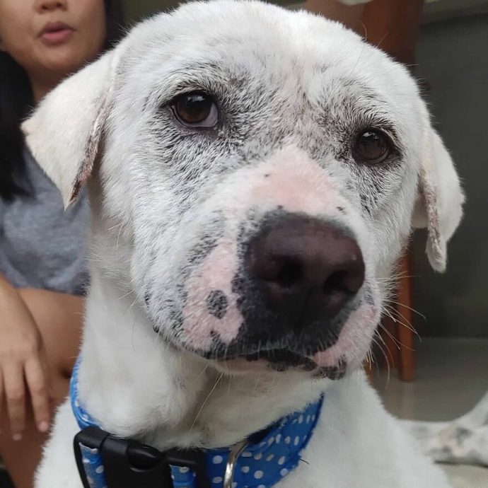 20 photos racontant la métamorphose d'un chien errant malade et déprimé à qui on a finalement ...