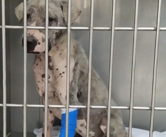 20 photos racontant la métamorphose d'un chien errant malade et déprimé à qui on a finalement ...
