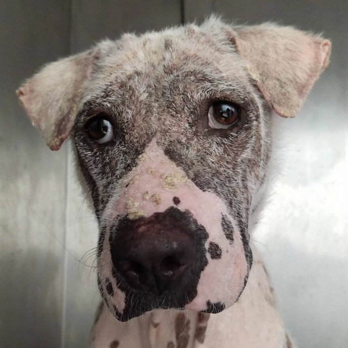 20 photos racontant la métamorphose d'un chien errant malade et déprimé à qui on a finalement ...