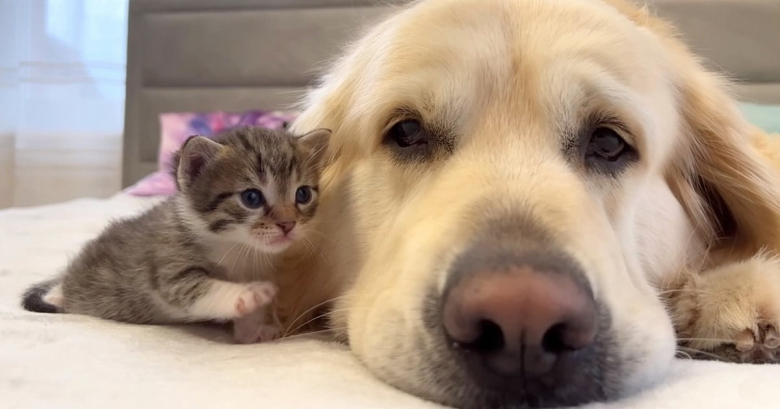 Bailey, le célèbre Golden Retriever, se lie d'amitié avec un adorable ...