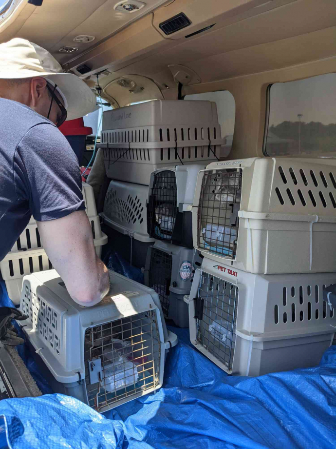 Une organisation permet à des animaux, voués à l’euthanasie, d’être ...