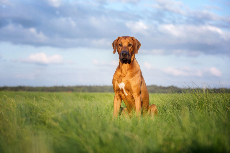Rhodesian Ridgeback : histoire, caractéristiques, éducation et coût