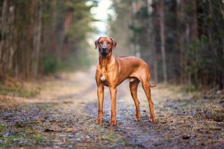 Rhodesian Ridgeback : histoire, caractéristiques, éducation et coût