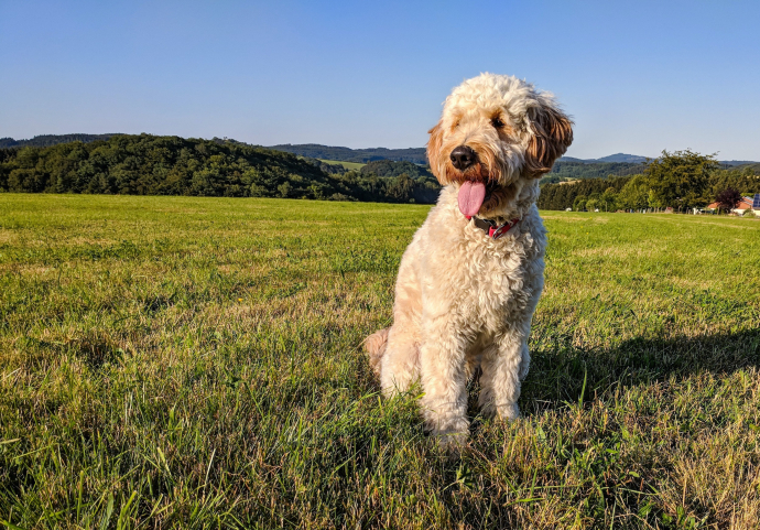 Goldendoodle : histoire, caractéristiques, éducation et coût
