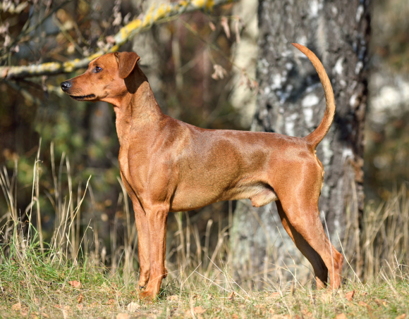 Pinscher Allemand : histoire, caractéristiques, éducation et coût