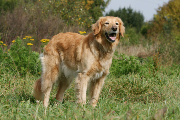 Hovawart : histoire, caractéristiques, éducation et coût