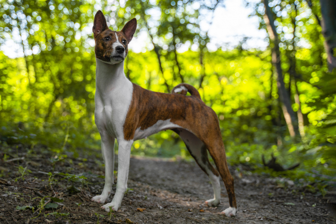 Basenji : histoire, caractéristiques, éducation et coût