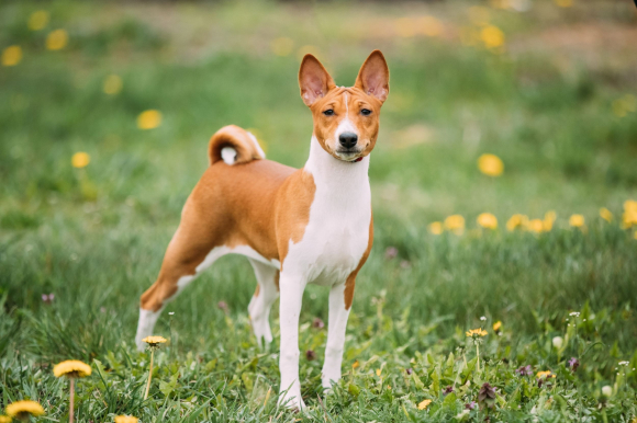 Basenji : histoire, caractéristiques, éducation et coût