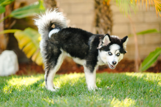 Pomsky : histoire, caractéristiques, éducation et coût