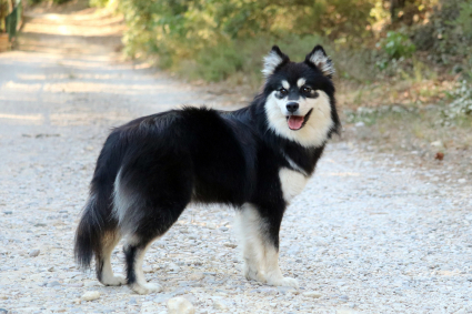 Chien Finnois de Laponie : histoire, caractéristiques, éducation et coût