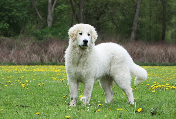 Chien de Montagne des Pyrénées : histoire, caractéristiques, éducation ...