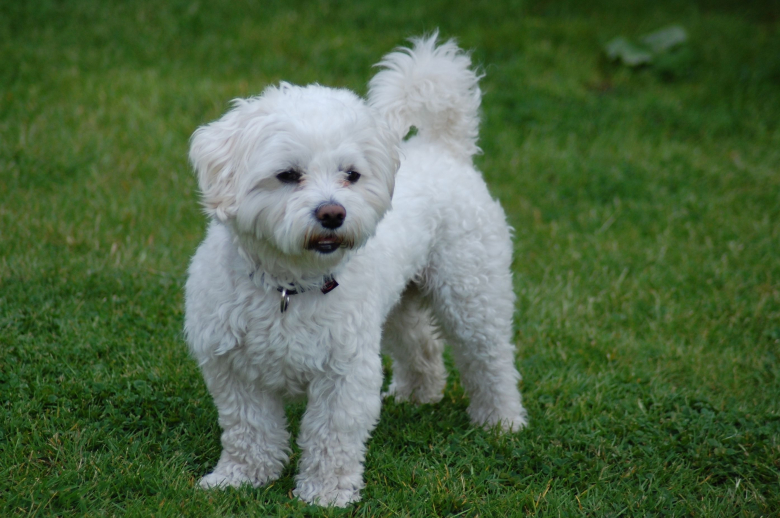 Bichon Maltais : histoire, caractéristiques, éducation et coût