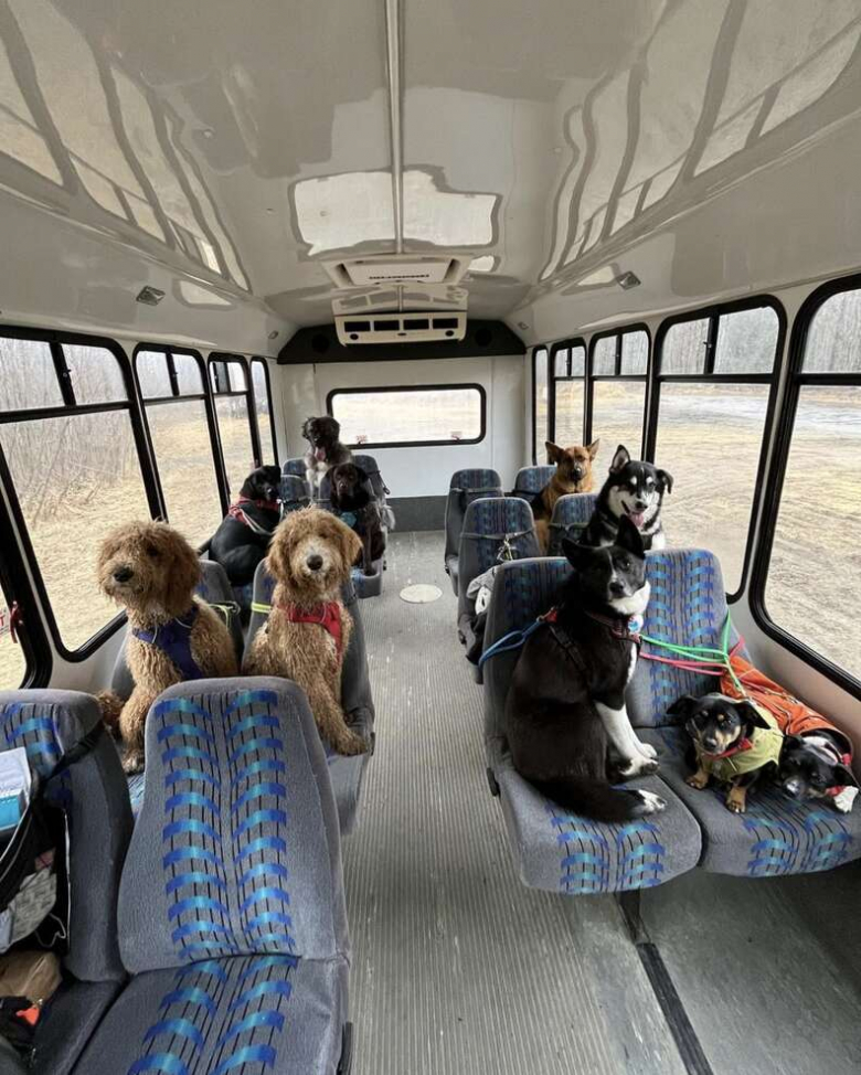 Un couple passionné révolutionne la promenade canine avec un bus aménagé