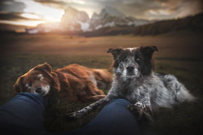 20 photos d'un duo de chiens découvrant la beauté du monde grâce à leur ...