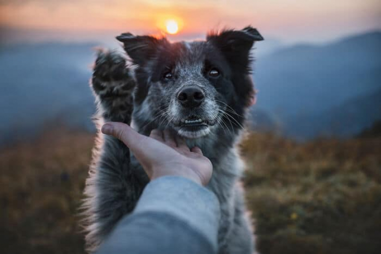 20 photos d'un duo de chiens découvrant la beauté du monde grâce à leur ...