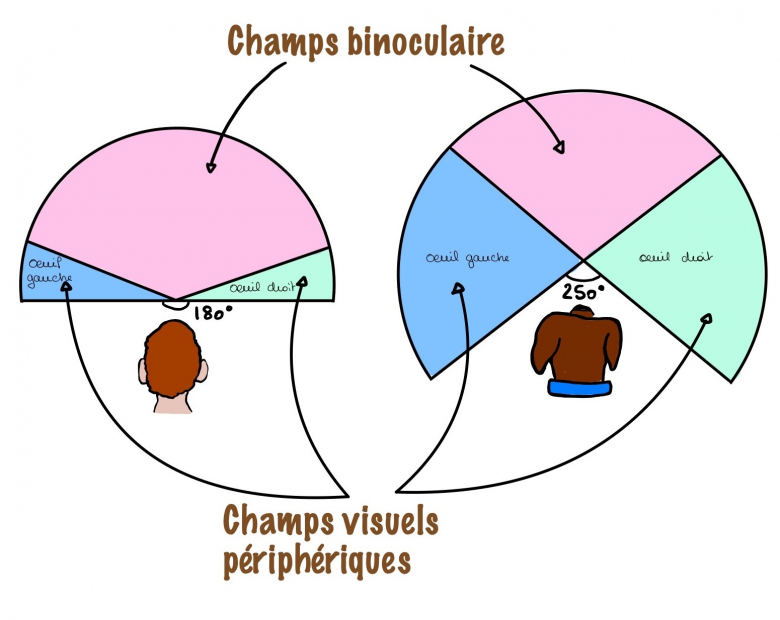 Les 5 sens du chien : odorat, vue, goût, ouïe et toucher