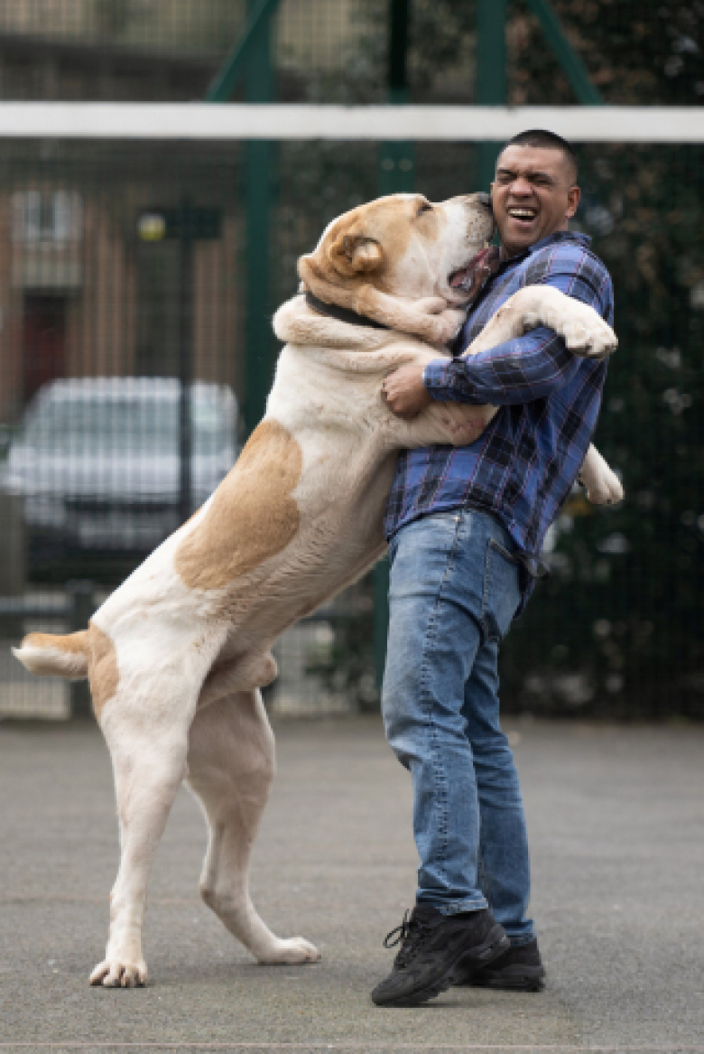 Ce chien géant au cœur tendre demande à ces maîtres beaucoup d ...