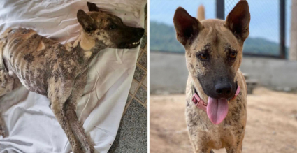 Un Suédois au grand cœur s’installe en Thaïlande pour ouvrir un refuge et sauver des chats et ...