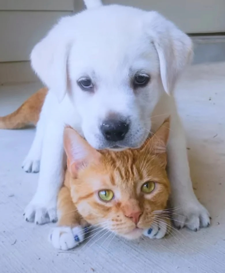 L’amitié improbable entre Simba, le chat tranquille, et Thor, un chiot ...