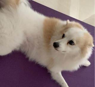 Ce croisé Spitz joue les coach fitness pour le plus grand plaisir de sa ...