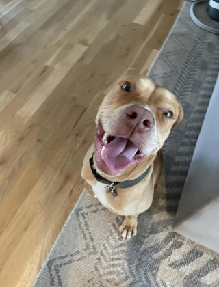 Le bonheur émouvant de Ronnie, le chien errant, lorsqu’il comprend qu ...