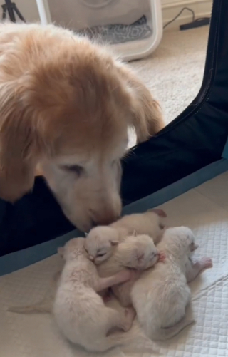 Cette Golden Retriever séniore prend son rôle de nounou pour chatons ...