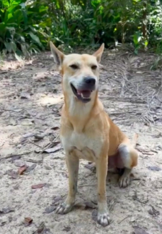 Ce chien errant n’a pas hésité à jouer au guide forestier pour ...
