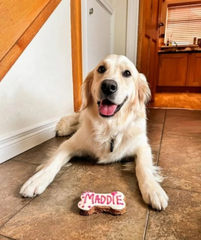 Ce Golden Retriever star d'Instagram a conquis le cœur des éboueurs de ...