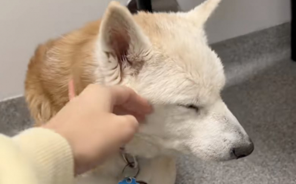 Elle entre dans un refuge pour adopter un chiot, elle repart avec un ...