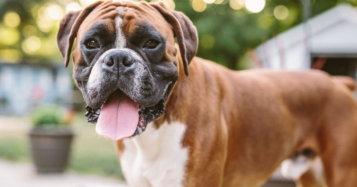 Boxer : histoire, caractéristiques, éducation et coût