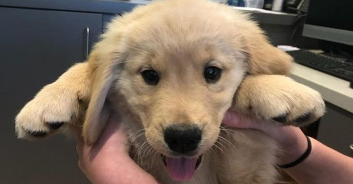 9 photos de chiens prises chez le vétérinaire et inspirant bonheur et ...