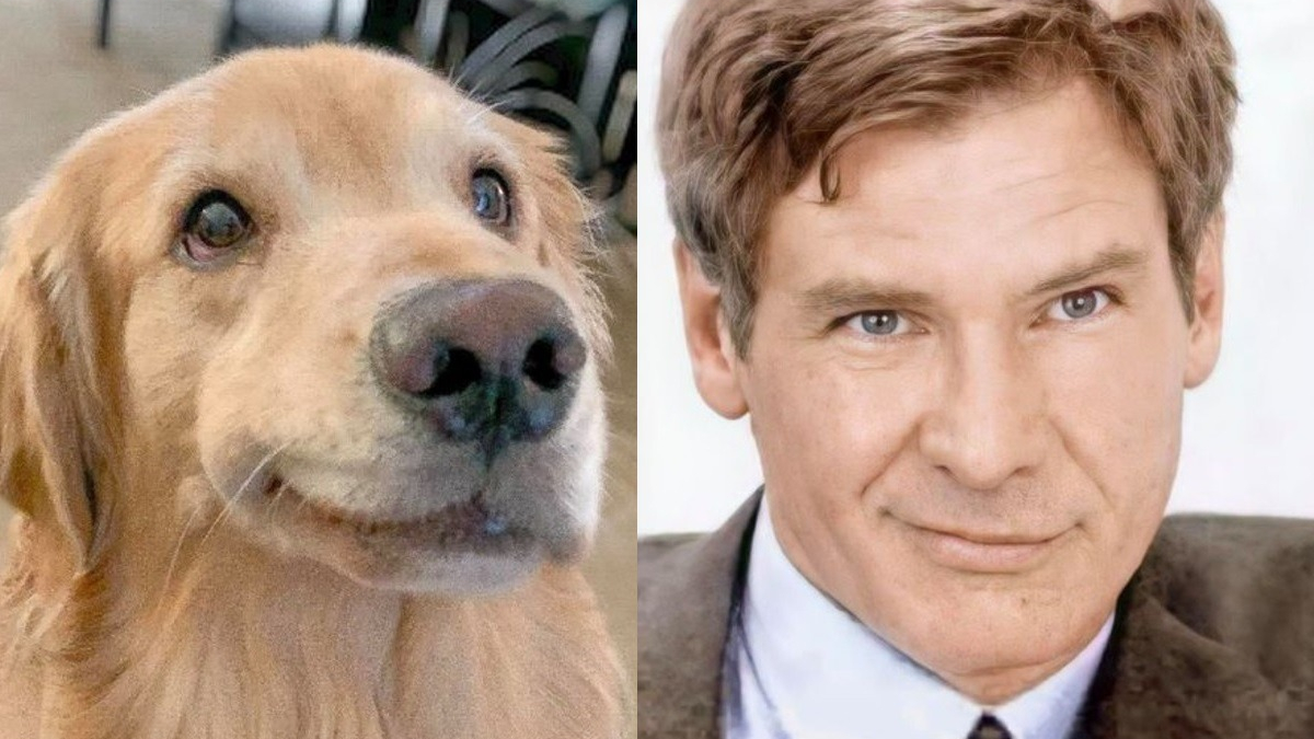 17 photos de chiens possédant de surprenants alter egos