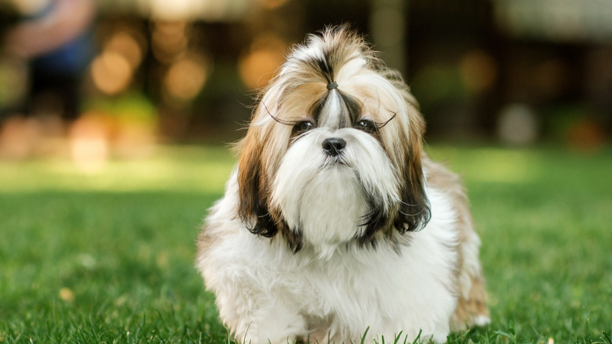 Shih Tzu : histoire, caractéristiques, éducation et coût