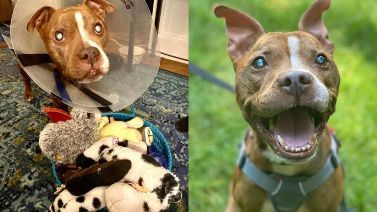 Un chien qui avait perdu la vue découvre enfin le monde qui l’entoure