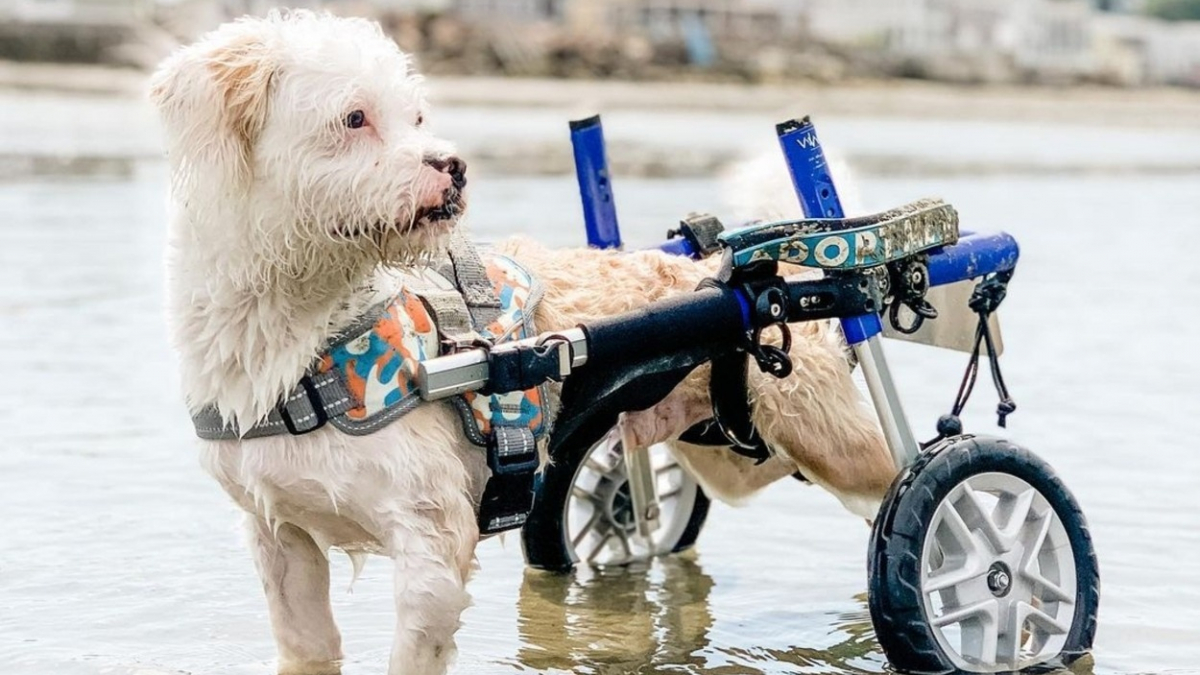 Un chien paralysé d’Iran a été rapatrié aux États-Unis pour accéder à ...