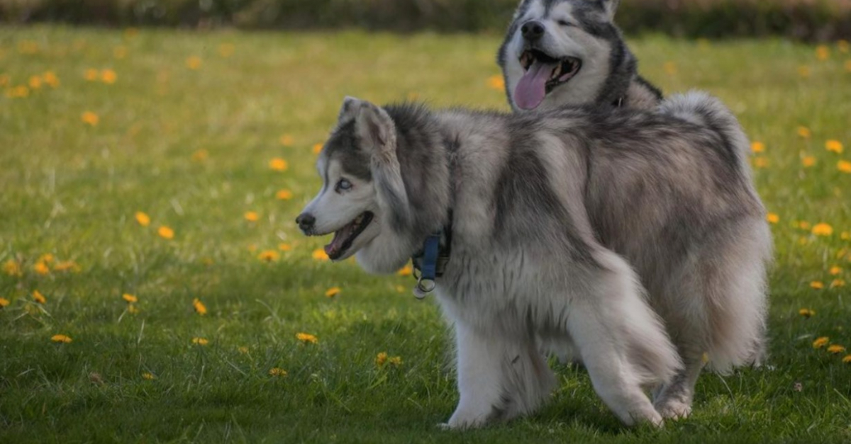 Un Malamute d’Alaska s’autoproclame chien-guide et prend son rôle très ...