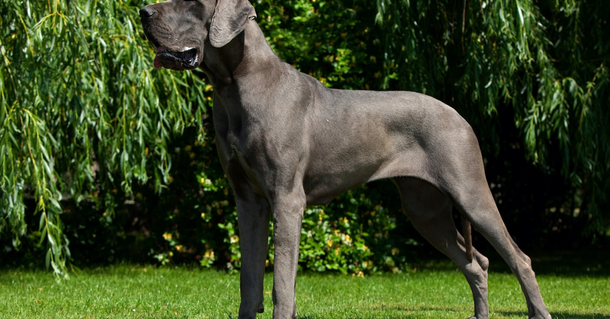 Dogue Allemand : histoire, caractéristiques, éducation et coût