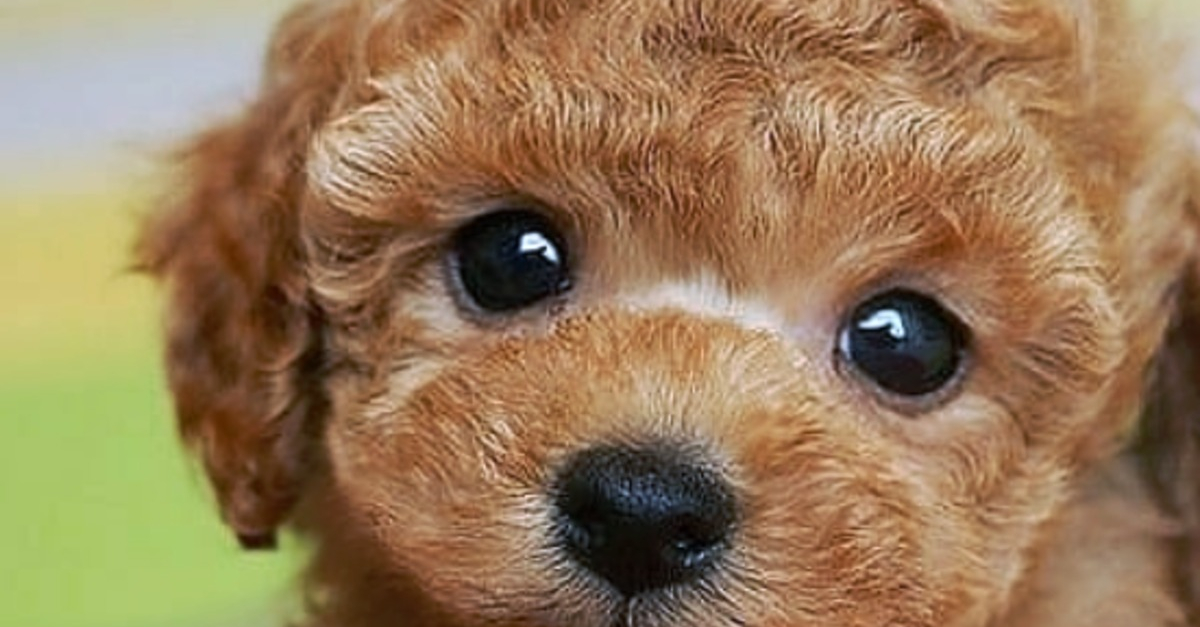 20 photos de chiots si craquants que vous ne résisterez pas à l'envie ...