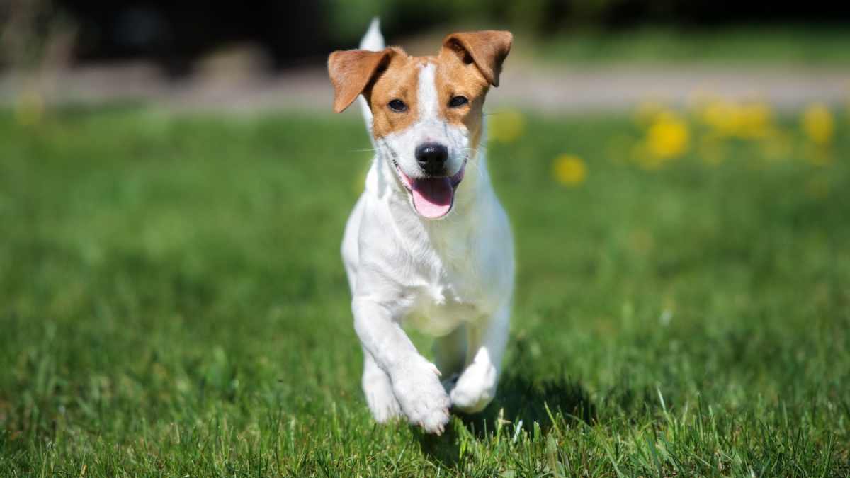 Jack Russell Terrier : histoire, caractéristiques, éducation et coût Jack Russell Terrier : histoire, caractéristiques, éducation et coût