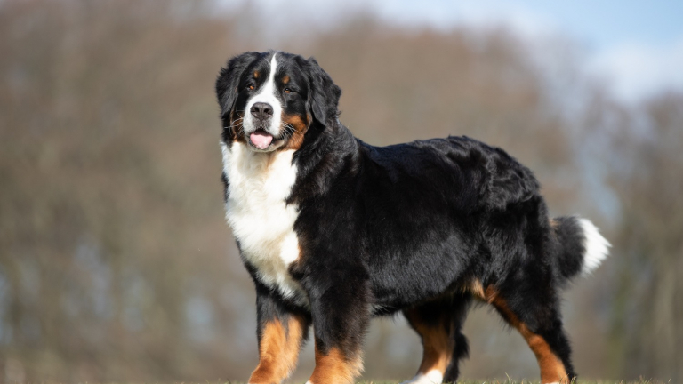 Bouvier Bernois : histoire, caractéristiques, éducation et coût