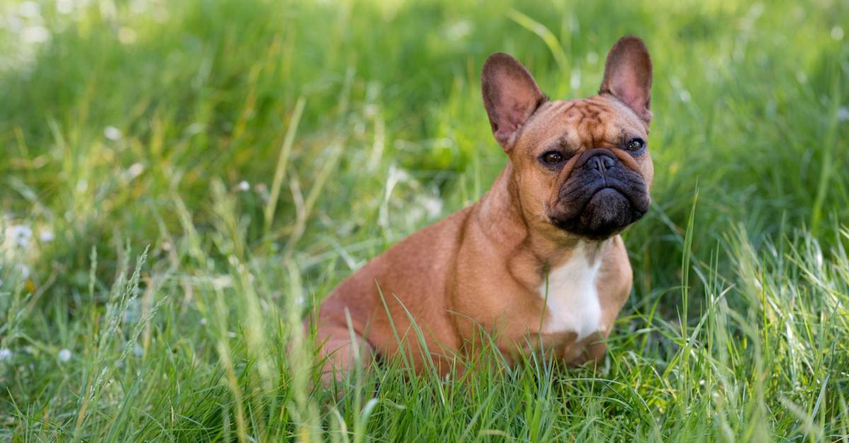 Bouledogue Français : histoire, caractéristiques, éducation et coût