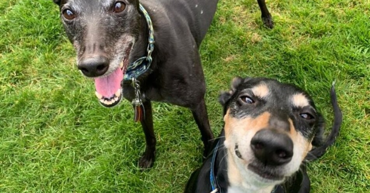 Ces 2 lévriers abandonnés ont noué une amitié si forte que le personnel ...