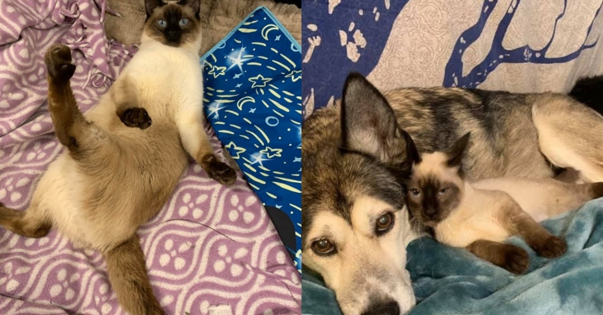 Loin d’être effrayé par le Husky de la famille, ce Siamois handicapé va ...