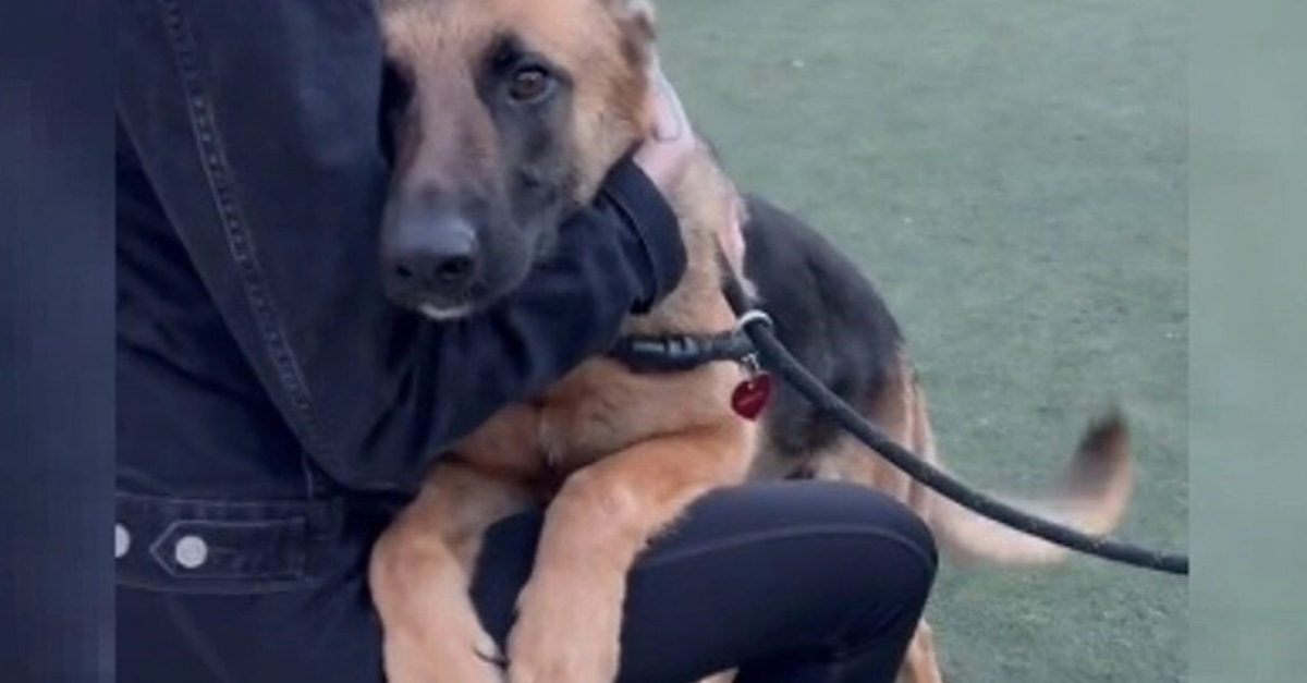 Vidéo : lorsque ce chien de refuge a rencontré sa nouvelle maman, il l ...